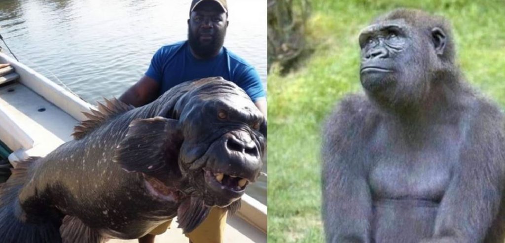 Is The Algerian Gorilla Fish Real or Fake? (Fact Check) - Gistvic Blog