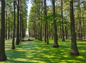 Haoyang Lake Wetland Park in China real or fake? - Gistvic Blog