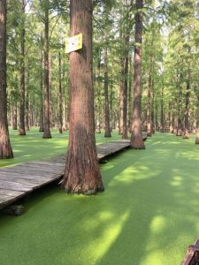 Haoyang Lake Wetland Park in China real or fake? - Gistvic Blog