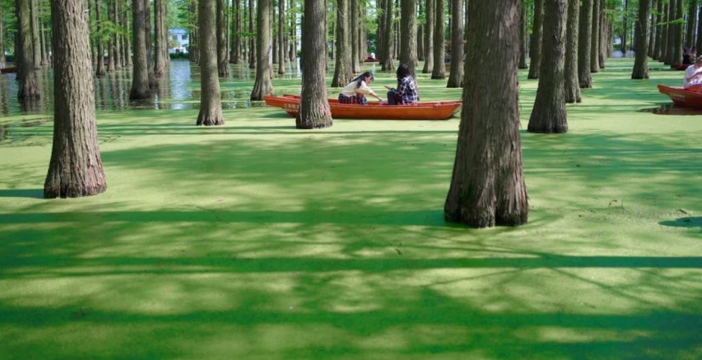Haoyang Lake Wetland Park in China real or fake? - Gistvic Blog