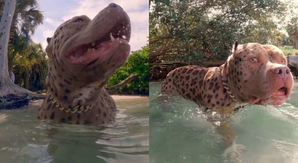 American Leopard Bully Dog (Revealed) - Gistvic Blog