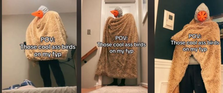 Opium Bird or Erosion bird real or fake? (Revealed) - Gistvic Blog